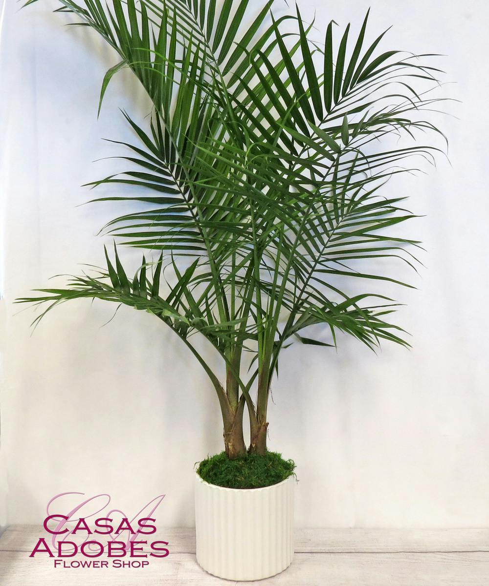 Majesty Palm Plants | Tucson Flowers & Plants